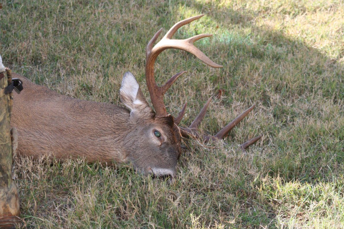 Listen To Deer Sounds [And See A Big Buck] | N1 Outdoors
