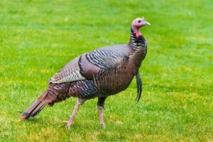 From beards to fans [anatomy of a turkey] | N1 Outdoors