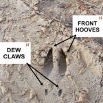 Deer Hooves | 5 Ways They Use Them [Besides Leaving Tracks] | N1 Outdoors