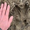 Deer Hooves | 5 Ways They Use Them [Besides Leaving Tracks] | N1 Outdoors