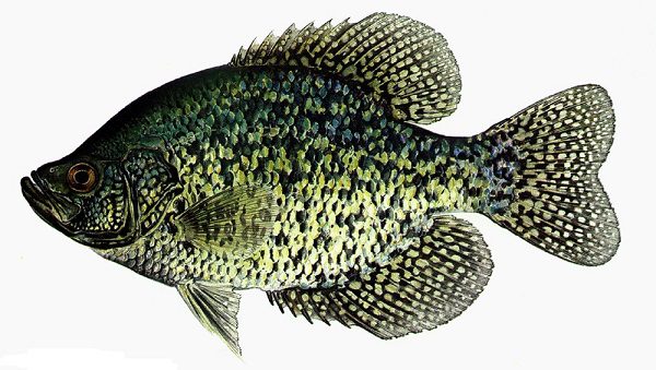 Black Crappie Vs. White Crappie [3 Distinctions] | N1 Outdoors