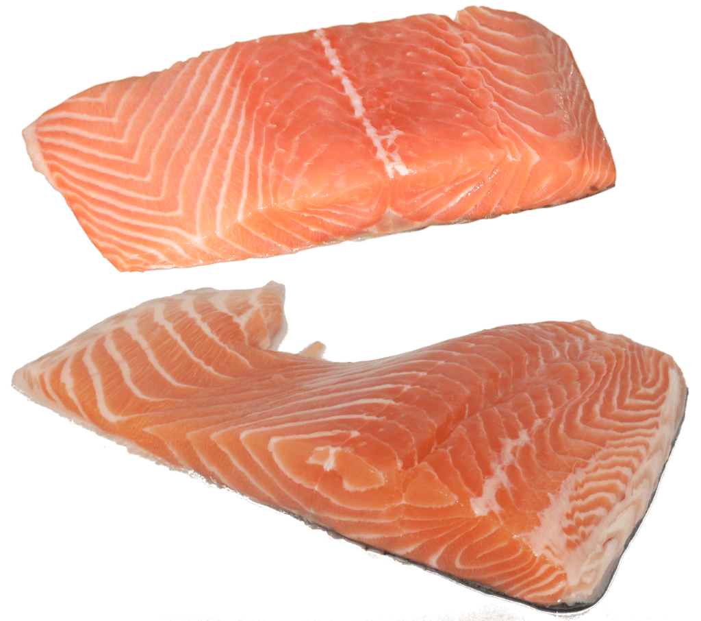 Fish Anatomy - [Internal & External Diagrams!] | N1 Outdoors