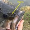 Fish Anatomy - [Internal & External Diagrams!] | N1 Outdoors