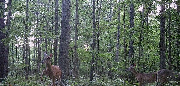 Deer Hooves | 5 Ways They Use Them [Besides Leaving Tracks] | N1 Outdoors