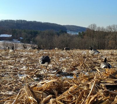 Goose Hunting Tips And Tricks For A Better Hunt | N1 Outdoors