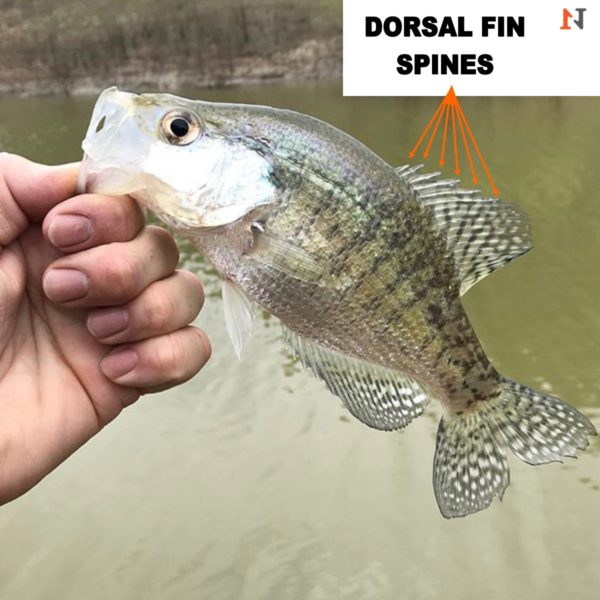 Black Crappie Vs. White Crappie [3 Distinctions] | N1 Outdoors