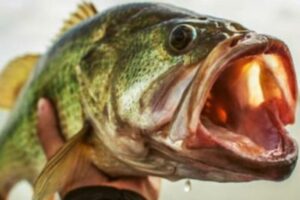 How to set up the Drop-Shot Rig for bass [step-by-step] | N1outdoors.com