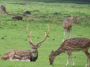 Types of deer in Texas [this might surprise you] | N1 Outdoors