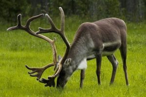 9 fascinating types of deer [and a vampire deer?!] | N1 Outdoors