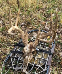 How to identify animal skulls [specific tips] | N1 Outdoors