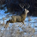 Whitetail vs. mule deer [So, what's the difference?] | N1 Outdoors
