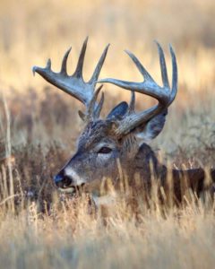 Deer delimma: EHD and CWD - Can they be stopped? | N1 Outdoors