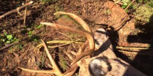 Deer delimma: EHD and CWD - Can they be stopped? | N1 Outdoors