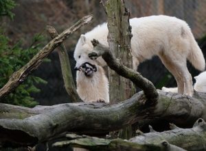 Just how BIG do wolves get? [that depends] | N1 Outdoors