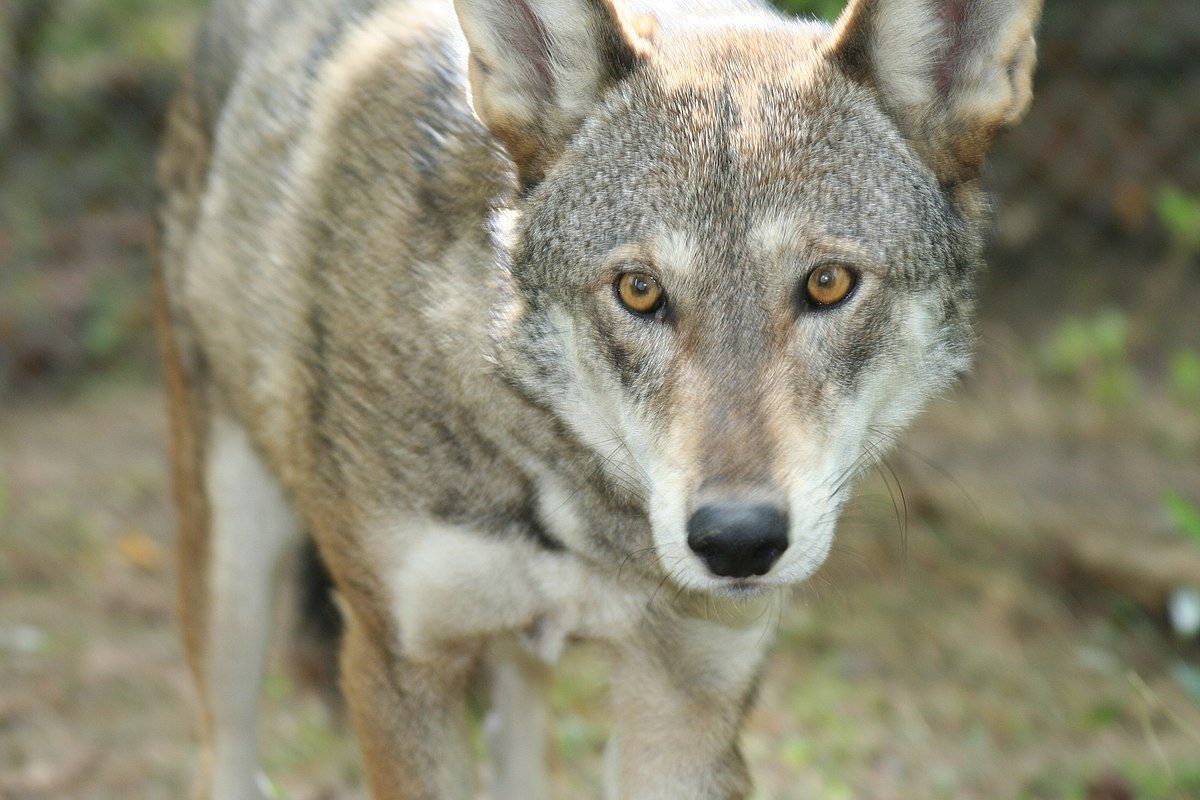 Just how BIG do wolves get? [that depends] | N1 Outdoors