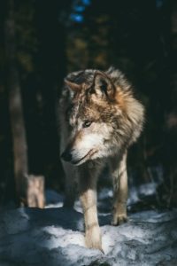 Just how BIG do wolves get? [that depends] | N1 Outdoors