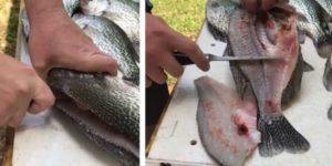 Filet crappie the simple way [step-by-step video!] | N1 Outdoors