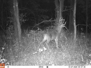 Why deer scrapes could be hunting gold | N1 Outdoors