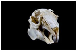 How to identify animal skulls [specific tips] | N1 Outdoors