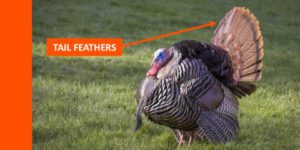 From beards to fans [anatomy of a turkey] | N1 Outdoors