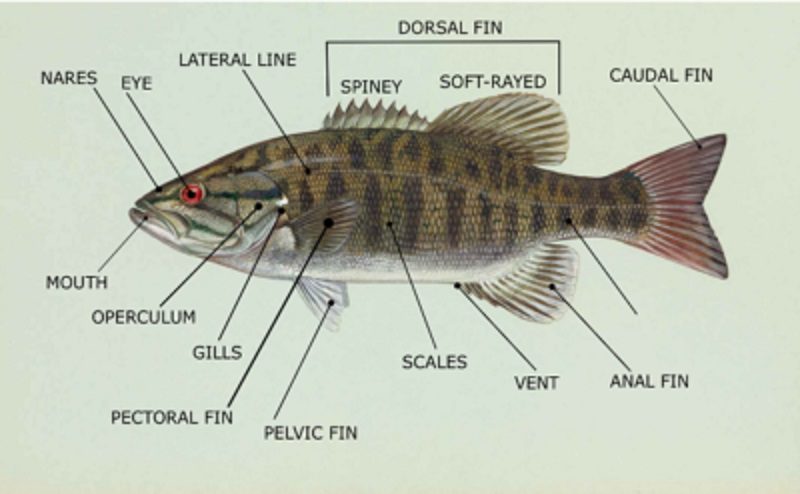 Motivare Sindrome Meccanismo Fish Internal Organs Boschi Complessit Pagina