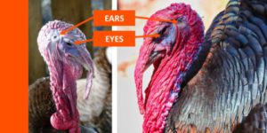 From beards to fans [anatomy of a turkey] | N1 Outdoors