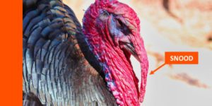 From beards to fans [anatomy of a turkey] | N1 Outdoors