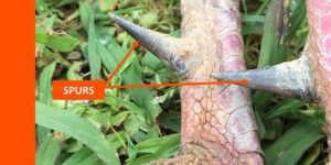From beards to fans [anatomy of a turkey] | N1 Outdoors