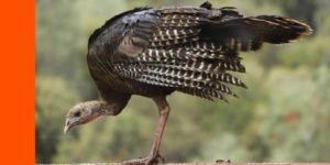 From beards to fans [anatomy of a turkey] | N1 Outdoors