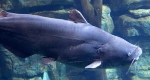 Blue Catfish Facts [more than just color!] | N1 Outdoors