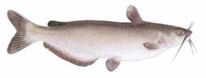 Whiskers in the water! [different types of catfish] | N1 Outdoors