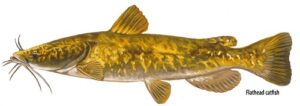Whiskers in the water! [different types of catfish] | N1 Outdoors