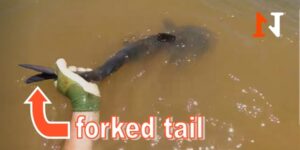 Blue Catfish Facts [more than just color!] | N1 Outdoors