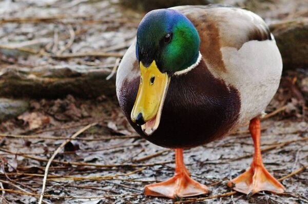 Duck hunting gear to consider before your hunt | N1 Outdoors