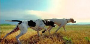 Bird dog training explained [train like a pro] | N1 Outdoors