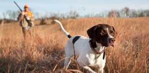 Bird dog training explained [train like a pro] | N1 Outdoors
