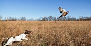 Bird dog training explained [train like a pro] | N1 Outdoors