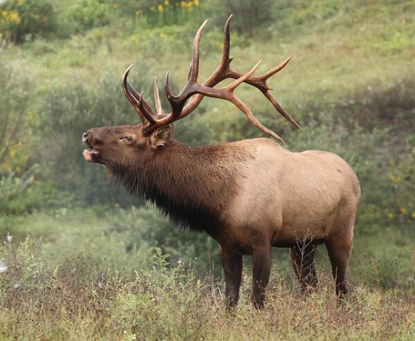 Gear up for elk season! [elk hunting pack list] | N1 Outdoors